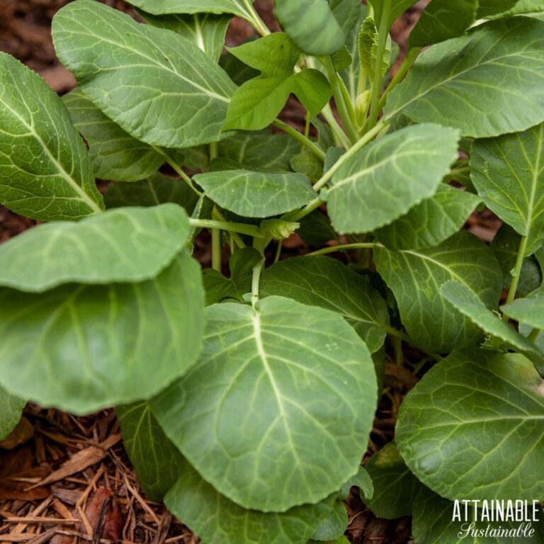 Growing Collard Greens in the Home Garden - Attainable Sustainable®