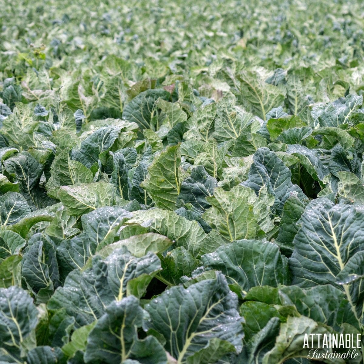 Growing Collard Greens in the Home Garden - Attainable Sustainable®