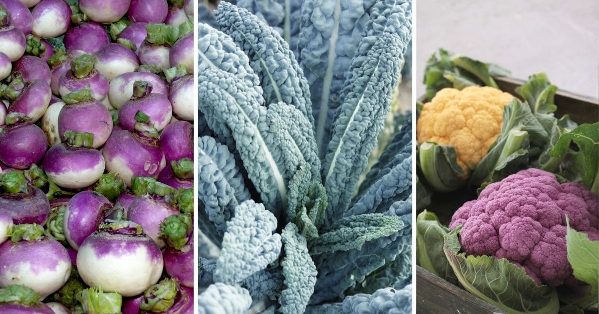 Brassica Vegetables to Grow in Your Garden - Attainable Sustainable®
