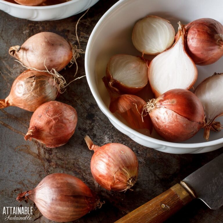 Growing Shallots for Gourmet Gardening - Attainable Sustainable®