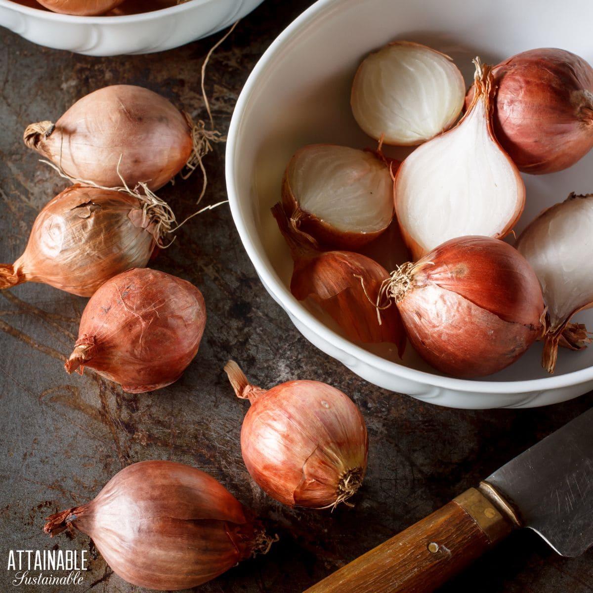 Growing Shallots for Gourmet Gardening - Attainable Sustainable®