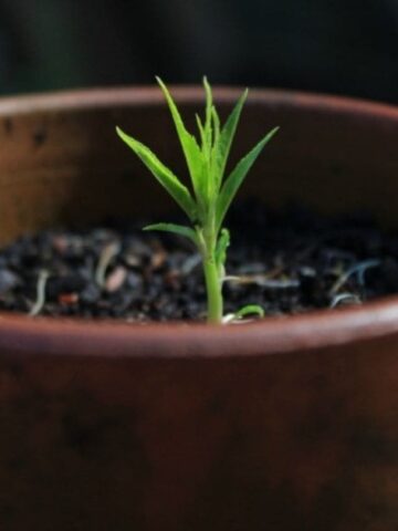 How to Grow a Nectarine Tree from Seed (Spoiler: It's Easy!)