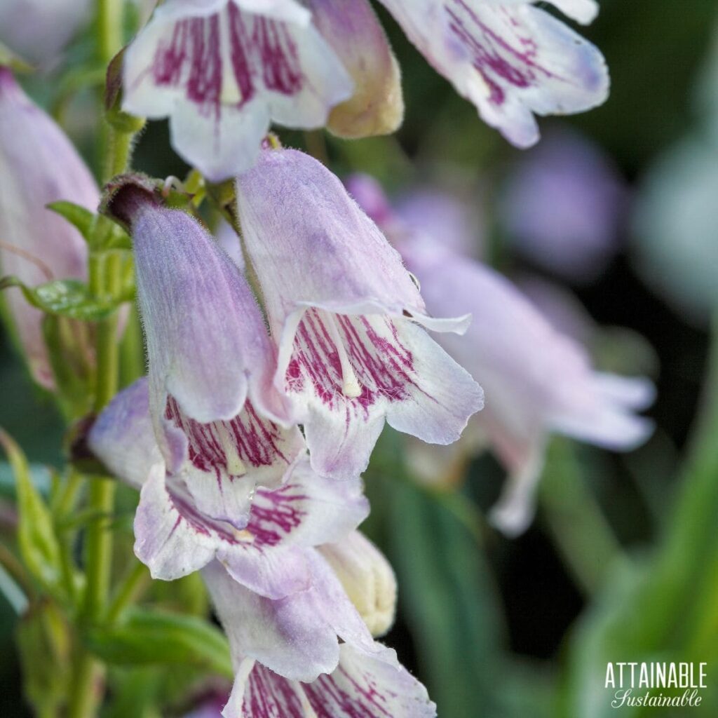 Plant Penstemons for Pollinators - Attainable Sustainable®