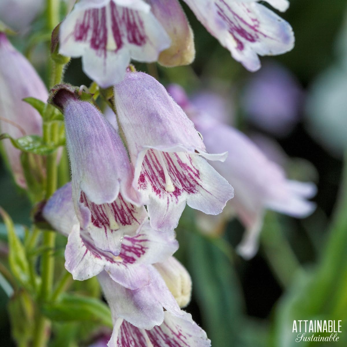 Plant Penstemons for Pollinators - Attainable Sustainable®