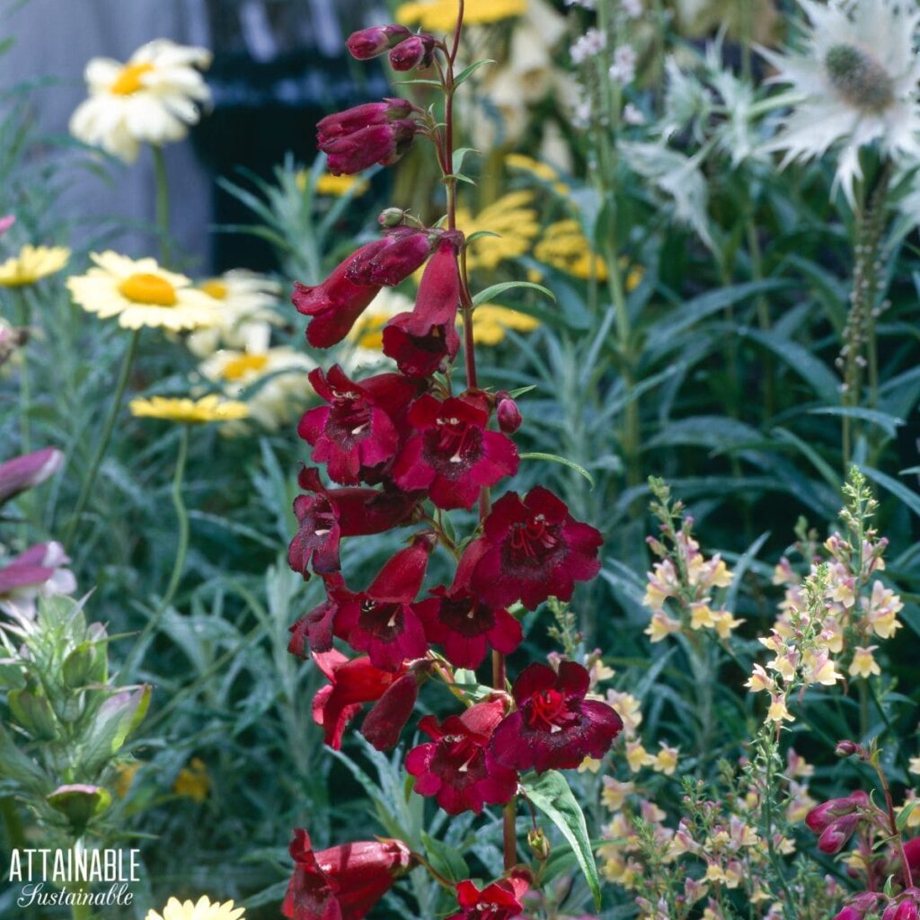 Plant Penstemons for Pollinators - Attainable Sustainable®