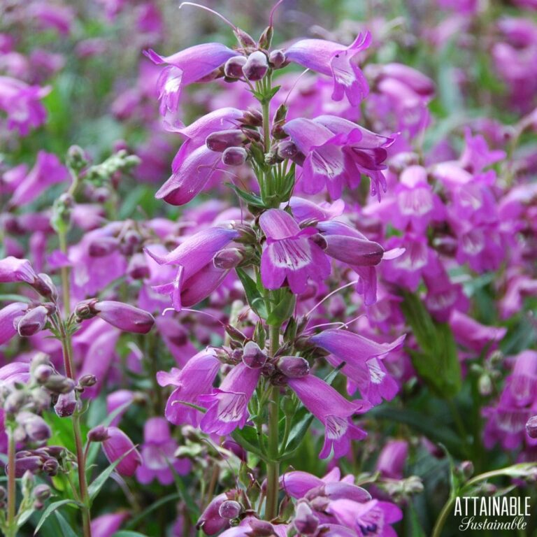 Plant Penstemons for Pollinators - Attainable Sustainable®