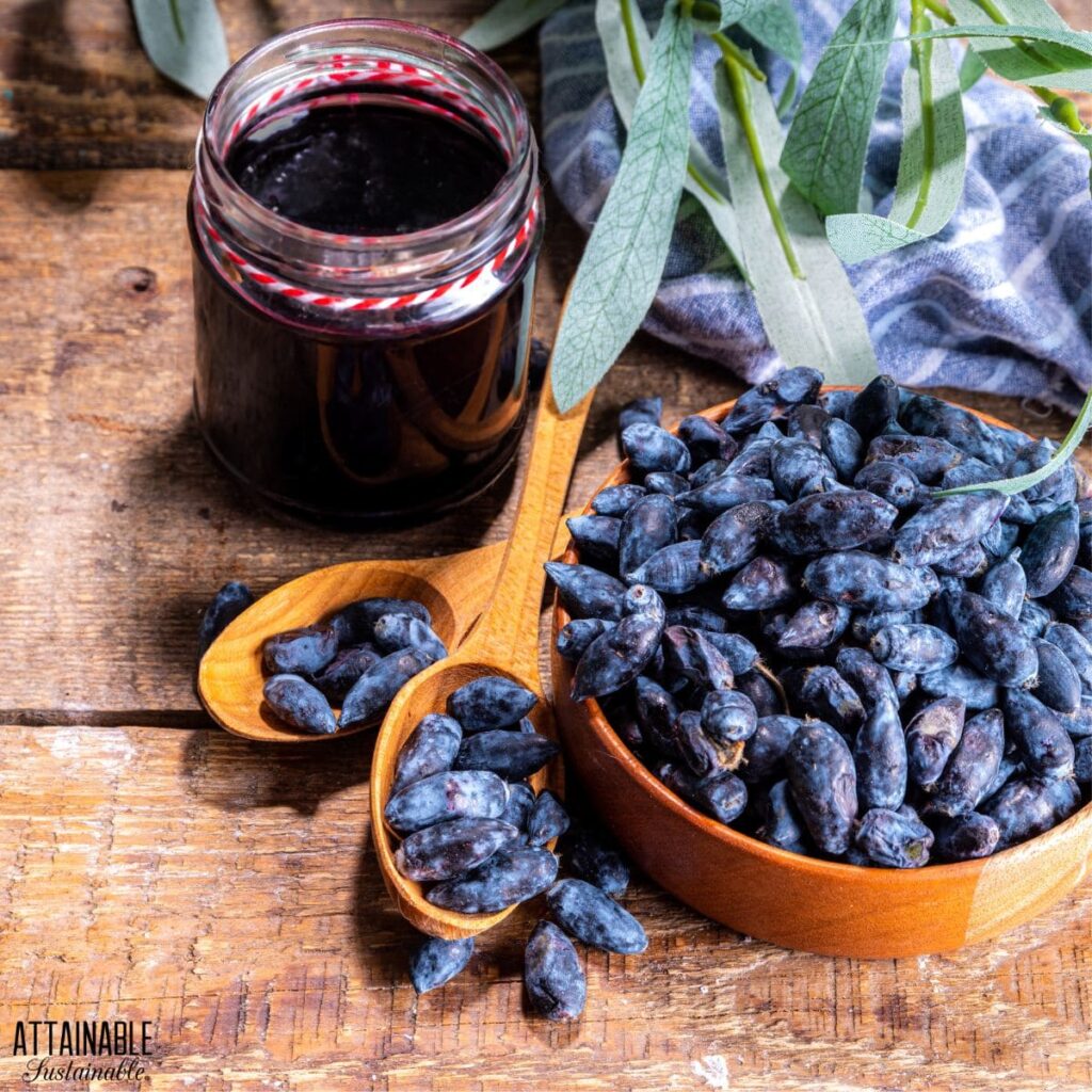 Growing Honeyberries aka Haskap Berry - Attainable Sustainable®