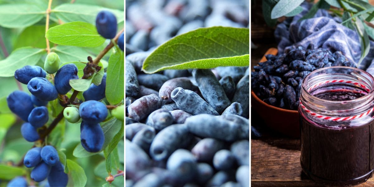 Growing Honeyberries aka Haskap Berry - Attainable Sustainable®