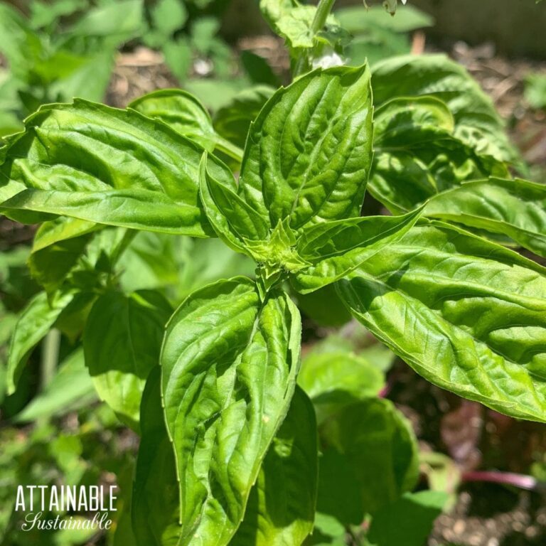 How to Harvest Basil Seeds (And Grow Free Plants!)