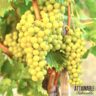 Growing Grapes in the Garden - Attainable Sustainable®