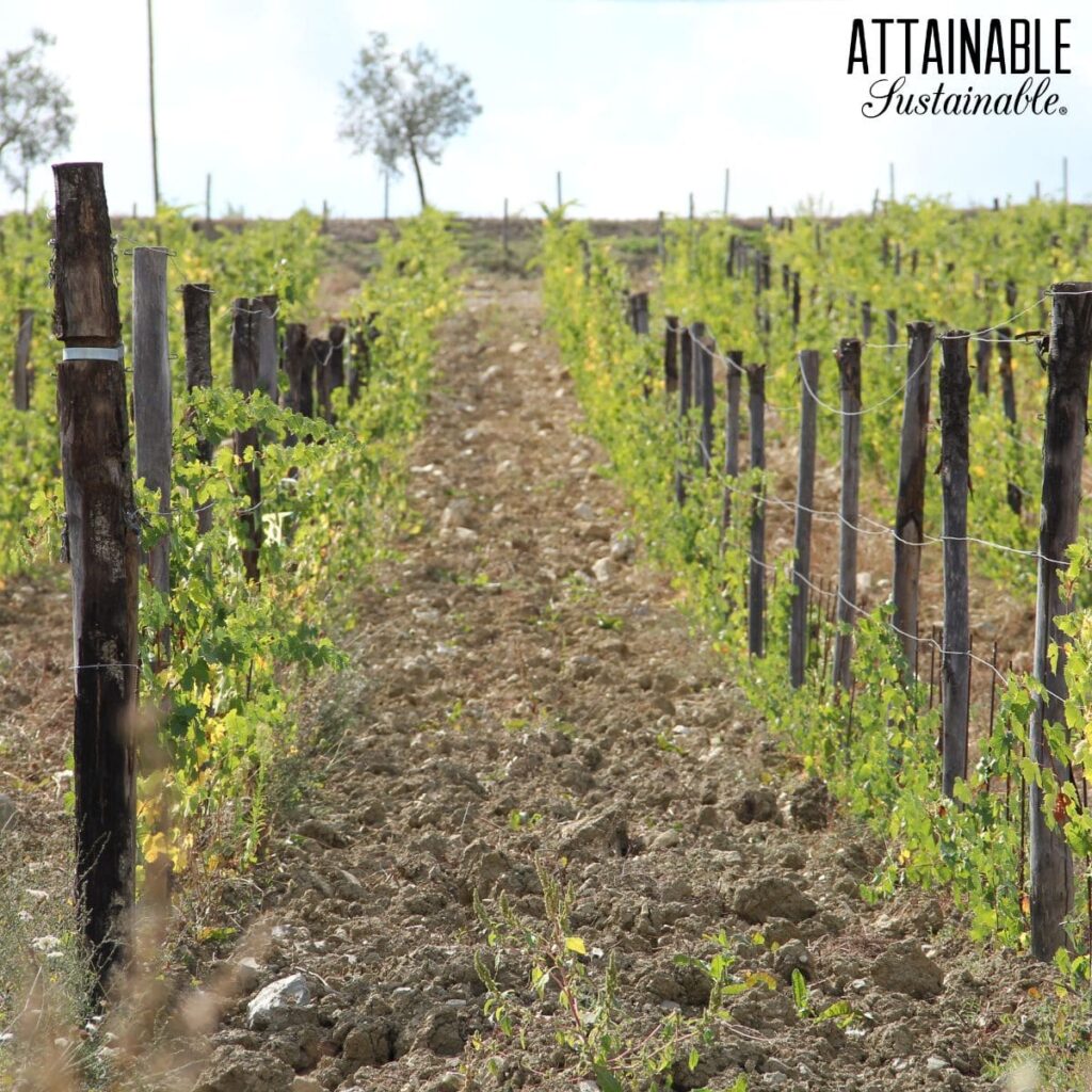 Growing Grapes in the Garden - Attainable Sustainable®