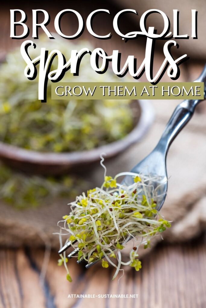 Broccoli Sprouts: How to Grow them for Fresh Greens Year Round