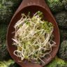 Broccoli Sprouts: How to Grow them for Fresh Greens Year Round
