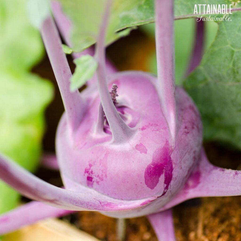 25+ Purple Vegetables to Enliven Your Table - Attainable Sustainable®
