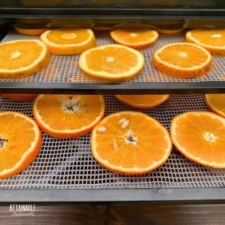 How to Make Dried Orange Slices: 4 Methods - Attainable Sustainable®