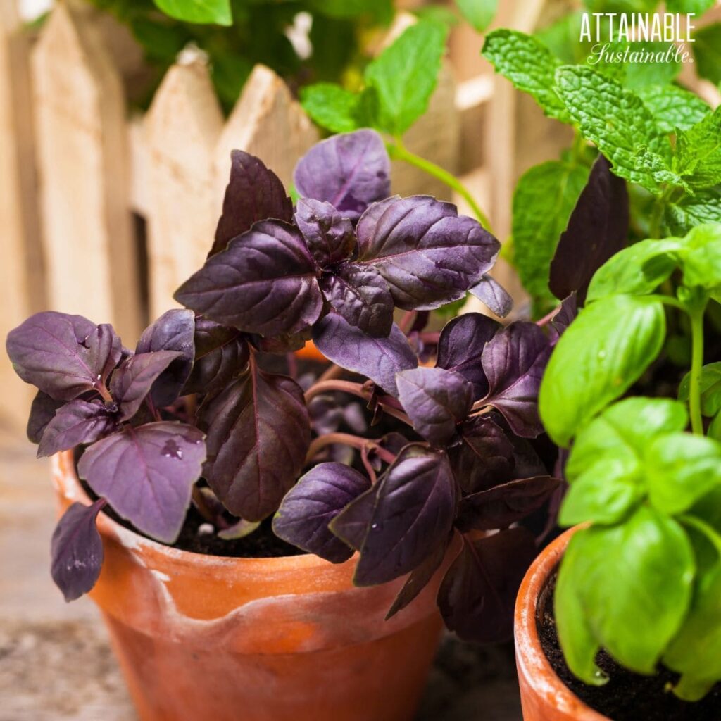 25+ Purple Vegetables to Enliven Your Table - Attainable Sustainable®