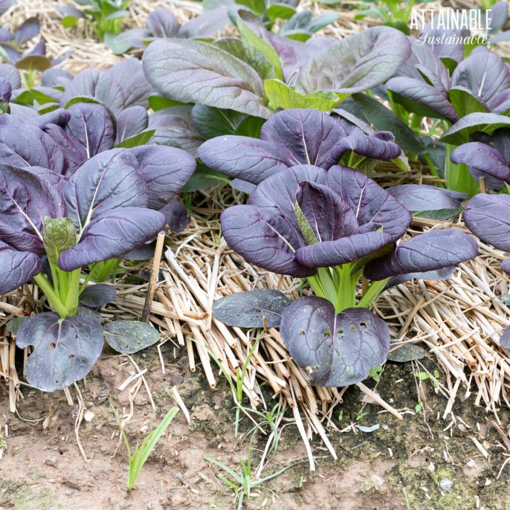 25+ Purple Vegetables to Enliven Your Table - Attainable Sustainable®