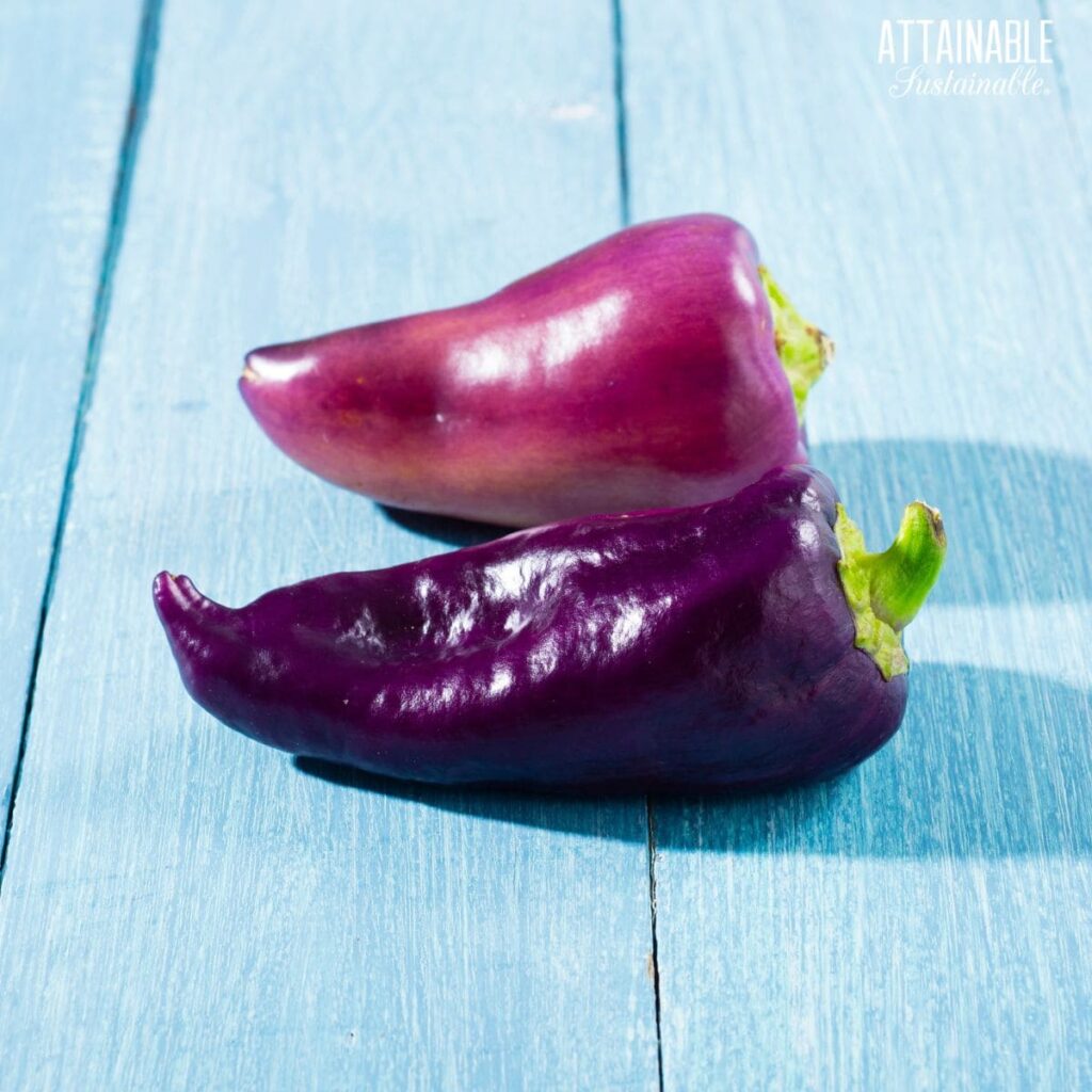 25+ Purple Vegetables to Enliven Your Table - Attainable Sustainable®