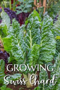 Growing Swiss Chard in Containers and in the Vegetable Garden