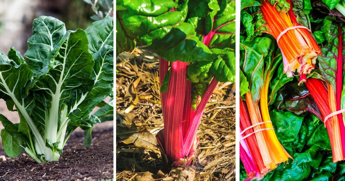 Growing Swiss Chard in Containers and in the Vegetable Garden