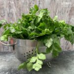 Growing Cilantro - Attainable Sustainable®