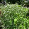 Growing Cilantro - Attainable Sustainable®
