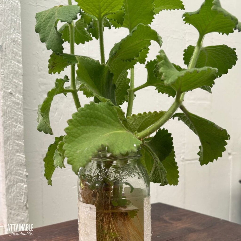 Growing Cuban Oregano for Flavor and Beauty - Attainable Sustainable®