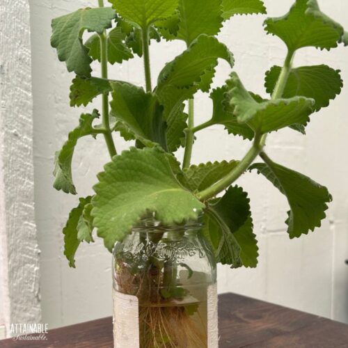 Growing Cuban Oregano for Flavor and Beauty - Attainable Sustainable®