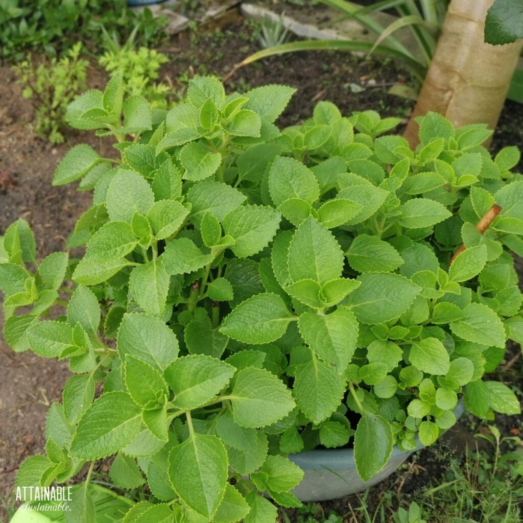 Growing Cuban Oregano for Flavor and Beauty - Attainable Sustainable®