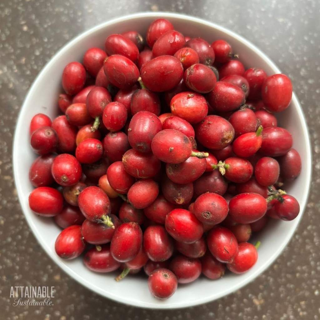 Processing Coffee Beans at Home - Attainable Sustainable®