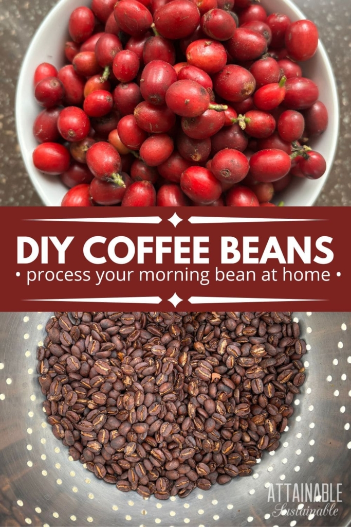 Processing Coffee Beans at Home - Attainable Sustainable®