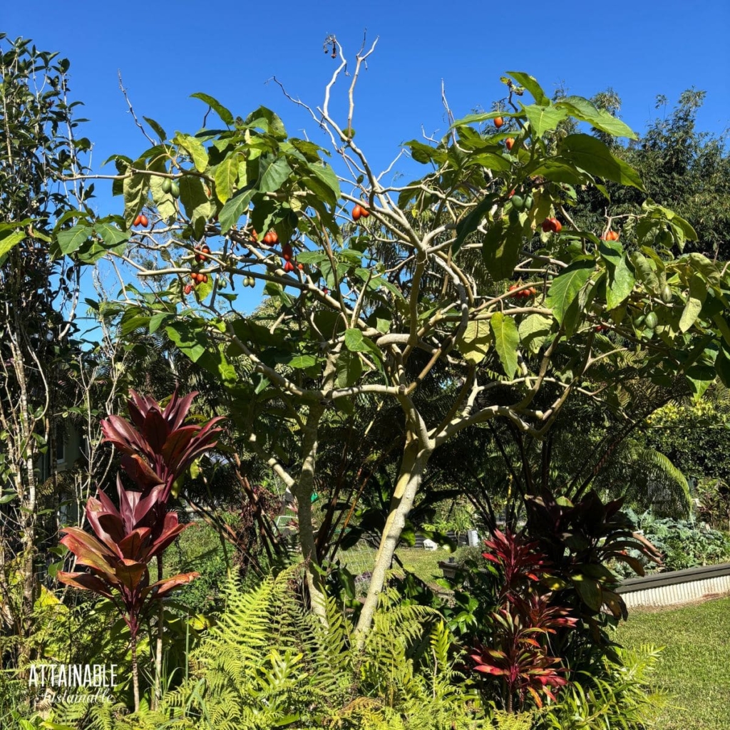 Growing a Tamarillo Tree [aka Tree Tomato] - Attainable Sustainable®